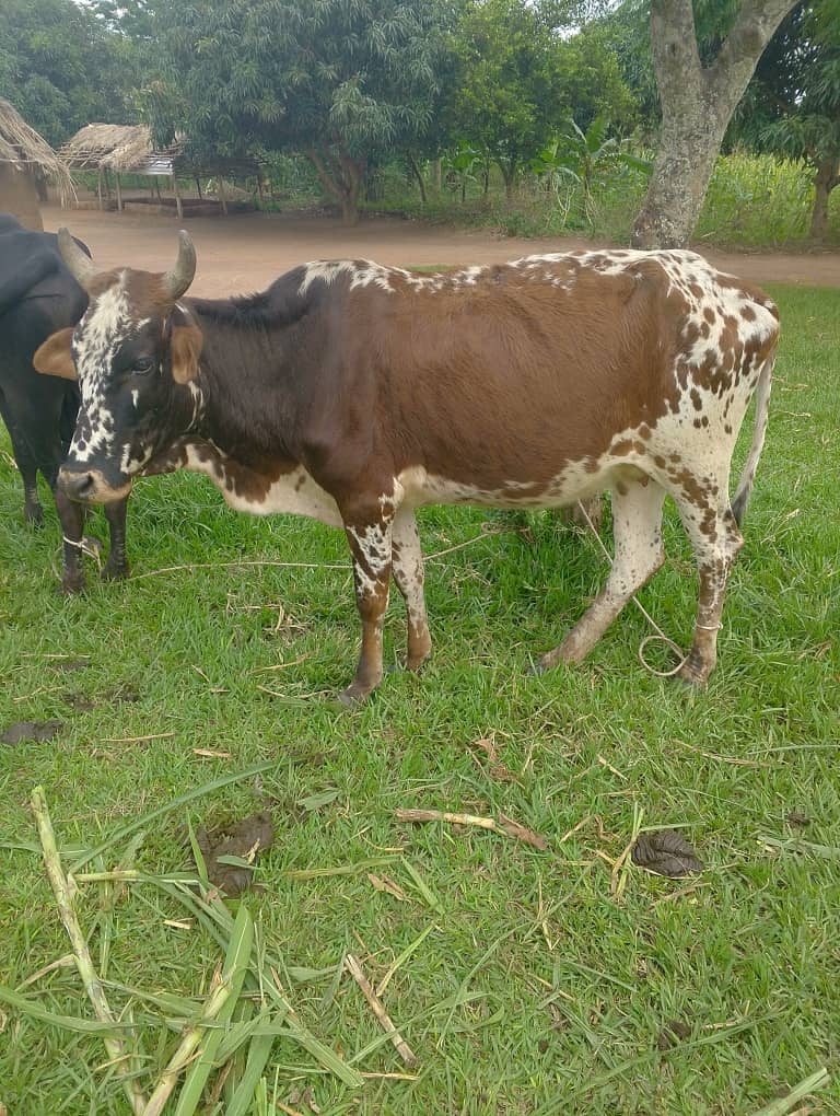 Nutrition, Health and Wellness – Muslim Hands Foundation Uganda